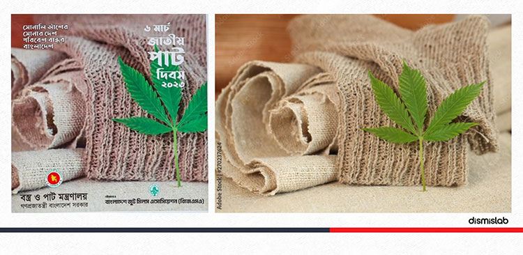 Jute or Cannabis? Fact-Checking the Controversial Leaf in Ministry ...